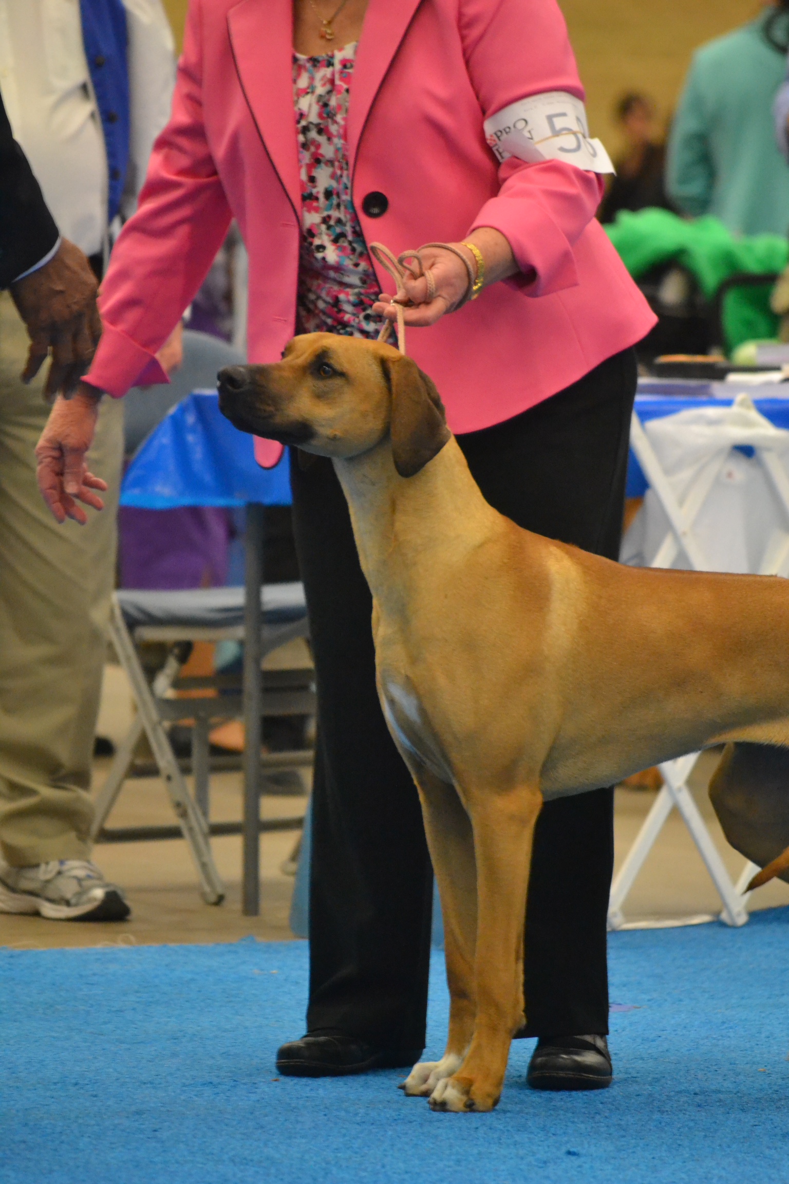 Southwind Farm Rhodesian Ridgebacks | Rhodesign Ridgeback Breeder | Texas