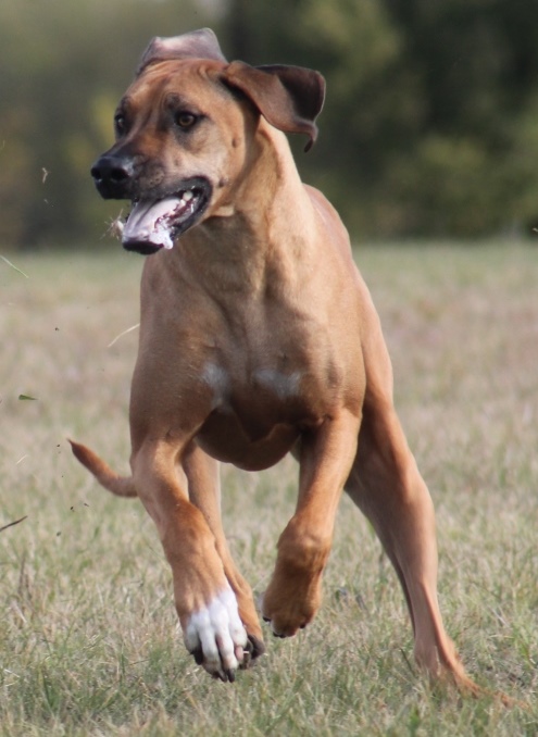 Southwind Farm Rhodesian Ridgebacks | Rhodesign Ridgeback Breeder | Texas