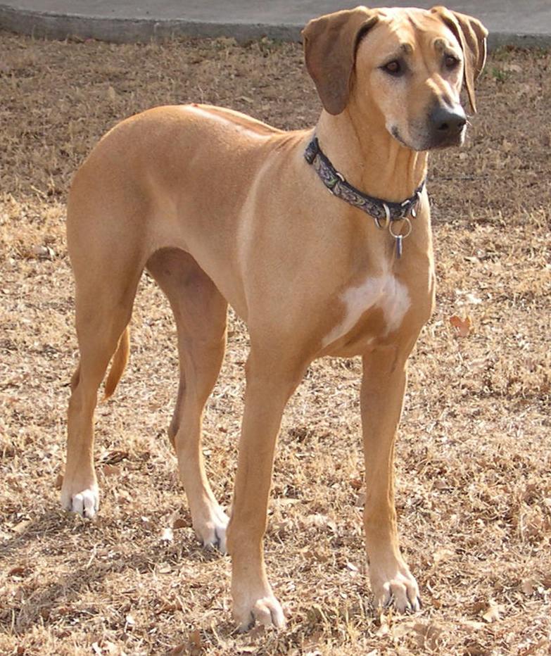 Our Girls | Southwind Farm Rhodesian Ridgebacks